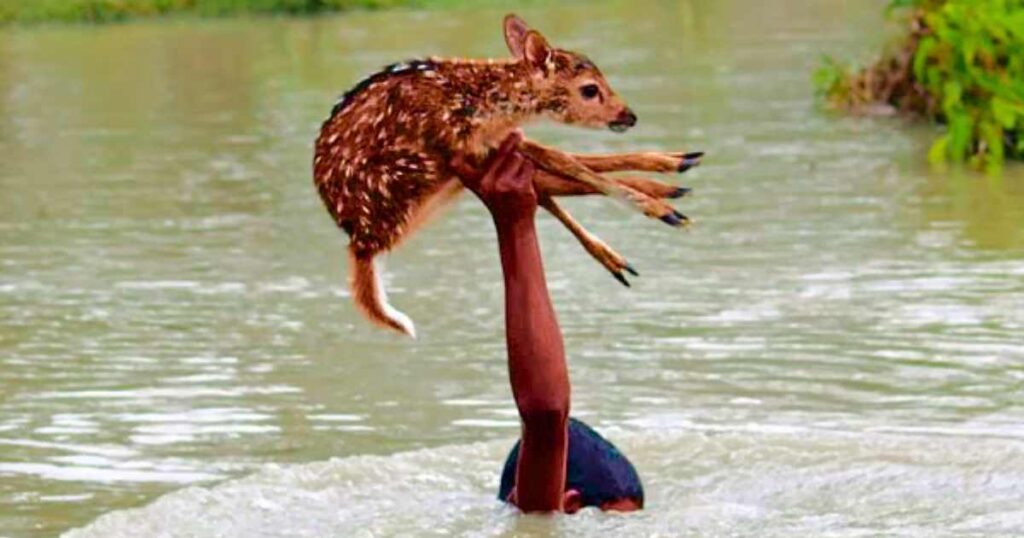 Heroic boy risks Life to save a baby Deer from drowning in raging Flood ...