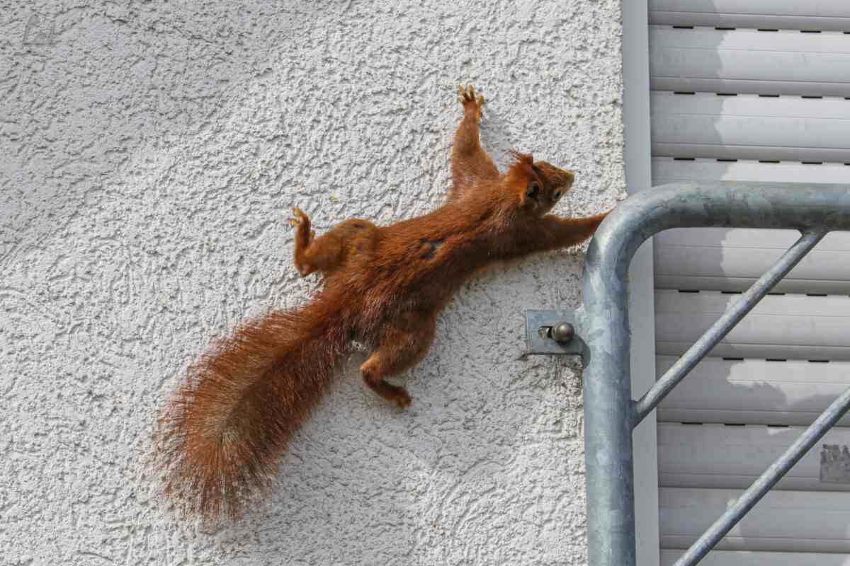 Adorable family Squirrels happily Napping just Outside a guy's window ...