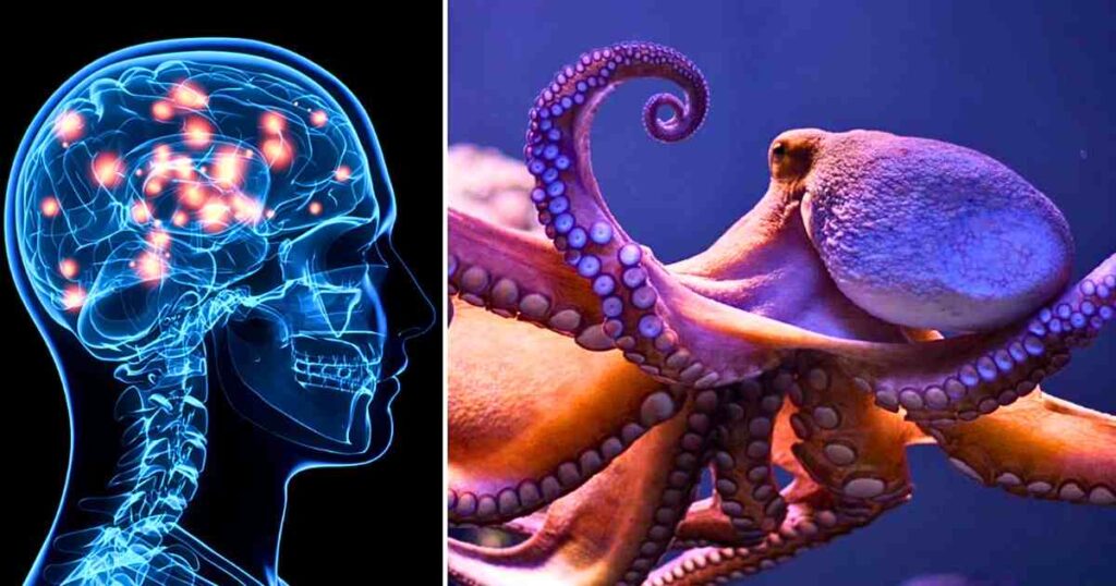 Octopuses share Humans’ Genes for Intelligence, so they can be so ...