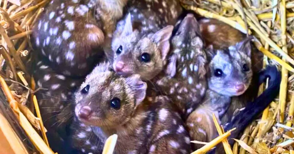 Pile of extremely rare Western Quolls spotted in Australia, Surprised ...