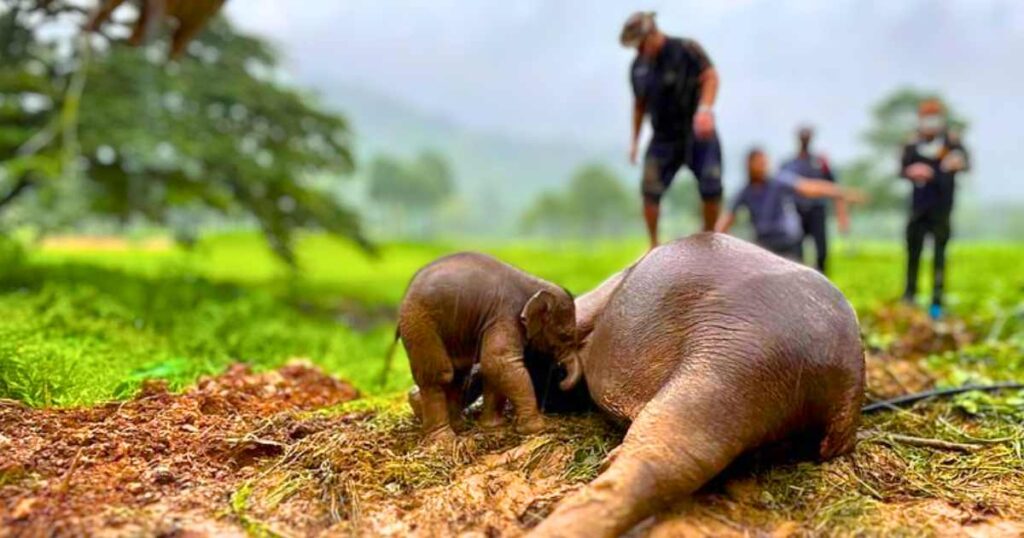 Vets risked their lives to save Elephant by Jumping on her Chest to ...