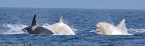 The FIRST time 2 Extremely RARE White Orcas spotted together off the ...