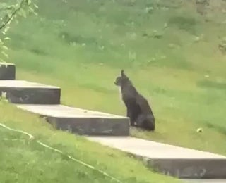 Black Canada Lynx caught on camera for the FIRST time, and there's ...