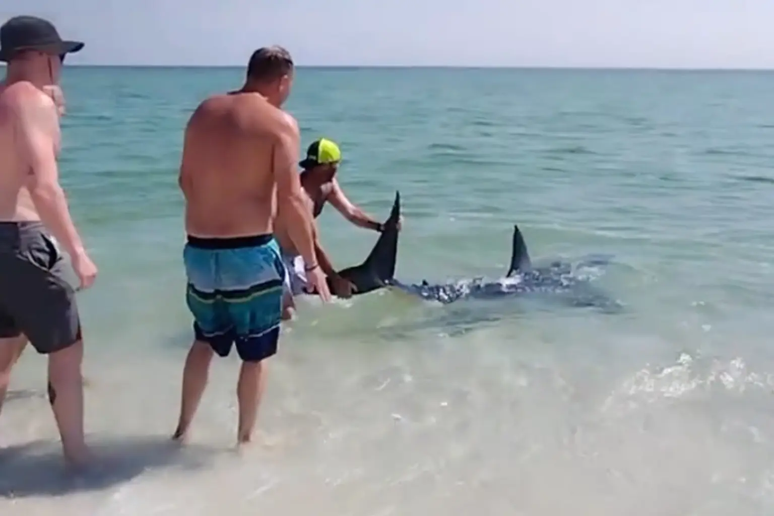 Dramatic video shows massive shark rescued after becoming stranded on Florida beach - Wildlife ...