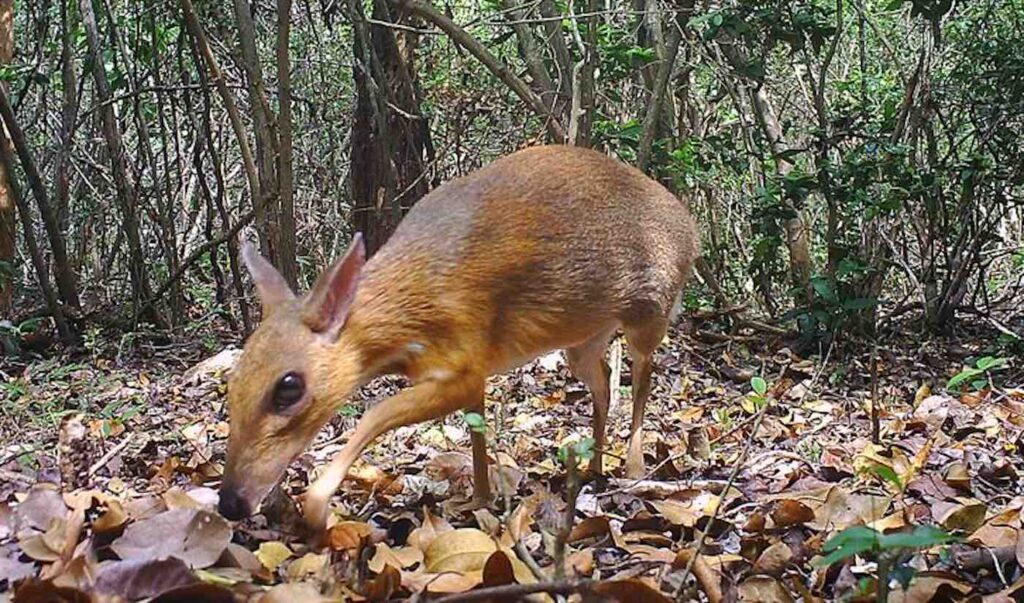 "Extinct" Mouse Deer appeared in Vietnam after being 'LOST' since 1990 ...