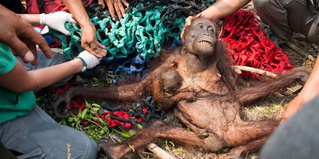 Orangutan mother rescued its baby from a forest fire, only for ...