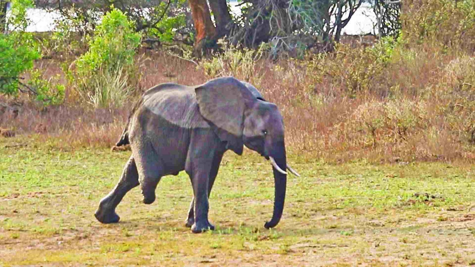 Vutomi the 3-legged Elephant overcoming difficulties to Survive in ...