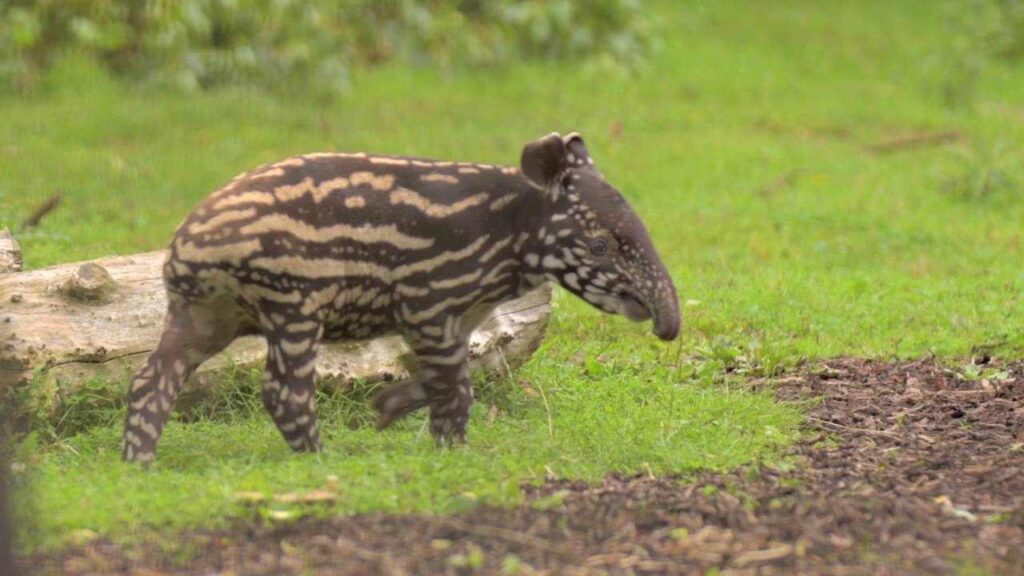 Solo the Malayan tapir calf goes on his first outdoor adventure at ...