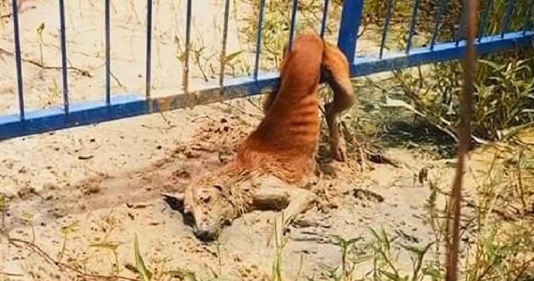 Community unites to rescue Stray Dog trapped and Injured in heartfelt ...